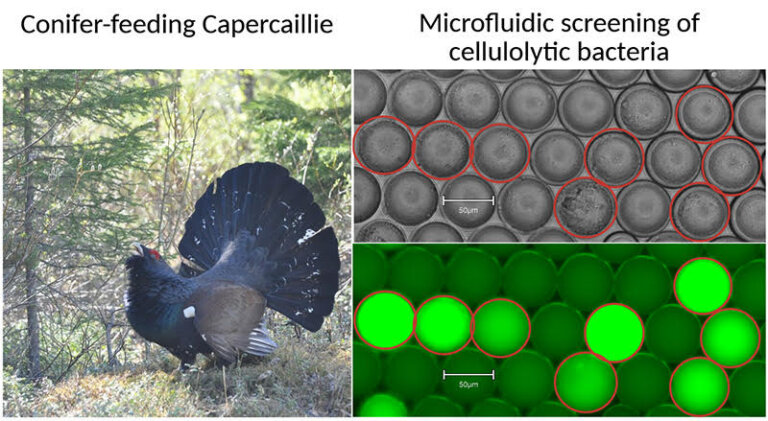 Dr. Adam Pyzik received a grant from NCN in the Sonata 20 competition ...