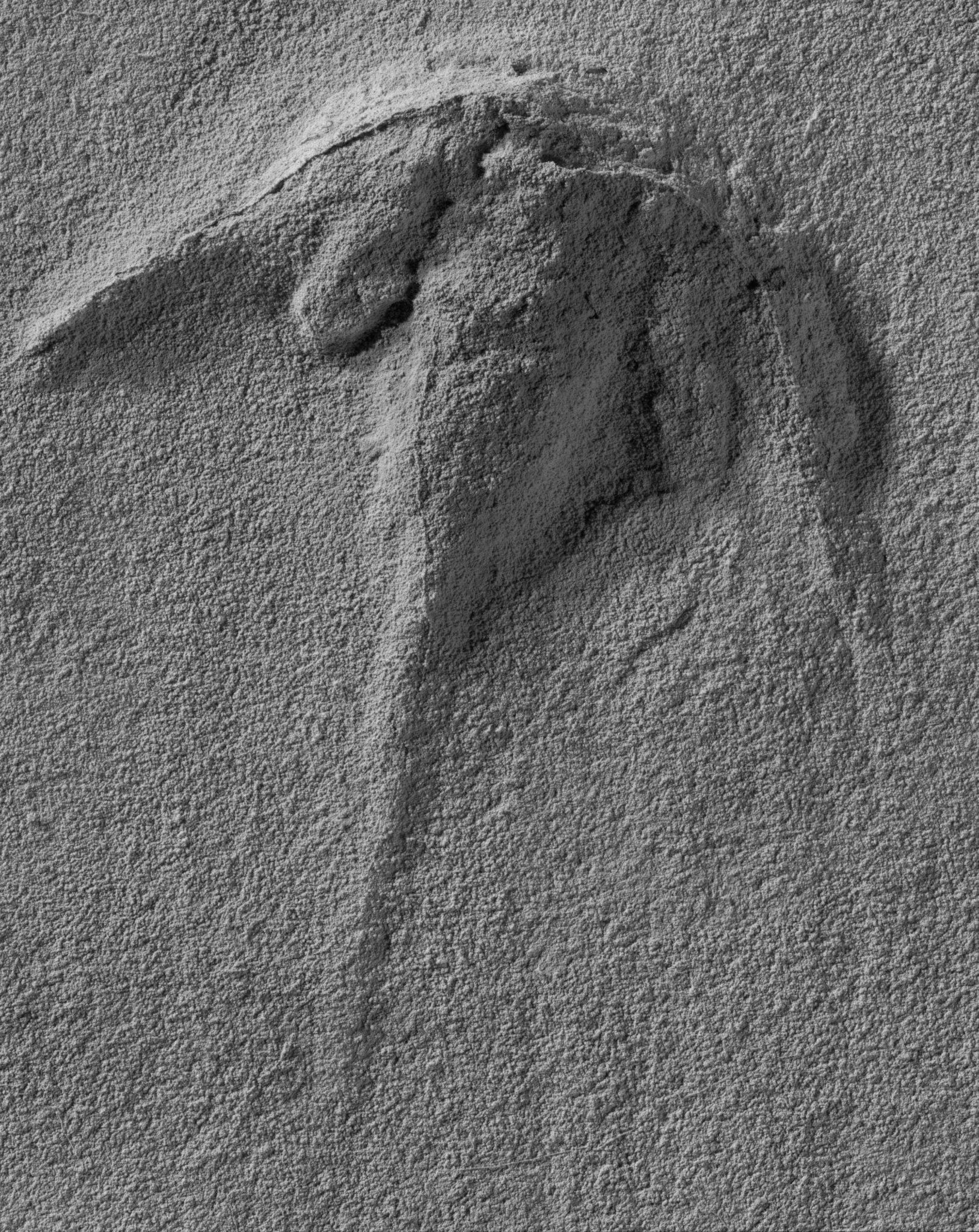 New fossils from the Holy Cross Mountains revise the view on the ...