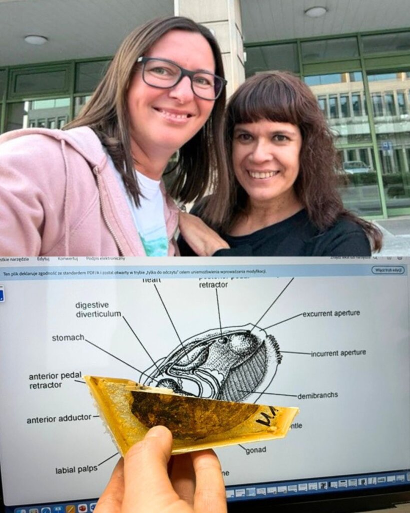 Maternal Care Preserved In Stone Bivalves Brooded Their Young As Early maternal-care-preserved-in-stone-bivalves-brooded-their-young-as-early